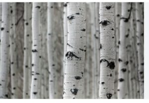 Paper Birch Tree: History, Identifying Characteristics & Cultivation ...