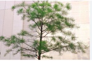 28 Types of Cypress Tree Species – Identification Guide