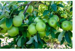 Granny Smith Apples: History, Identifying Characteristics, Taste ...