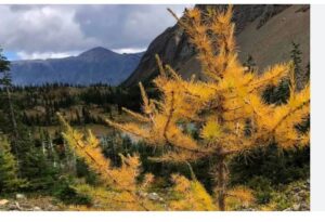 Larch Trees: History, Identifying Characteristics, Uses & Cultivation ...