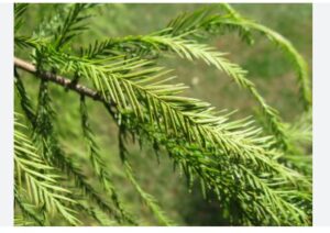 Montezuma Cypress: History, Identifying Characteristics And Cultivation ...
