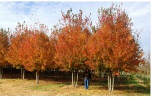 Trident Maple: History, Identifying Characteristics & Cultivation ...