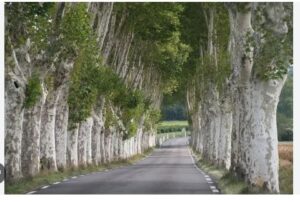 24 Types of Poplar Trees (Populus nigra) - Identification Guide ...