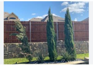 28 Types of Cypress Tree Species - Identification Guide - Mississippi ...