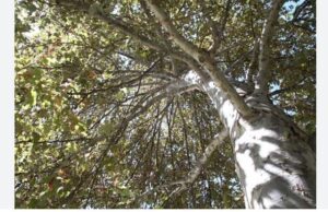 California Sycamore: History, Identifying Characteristics & Cultivation ...