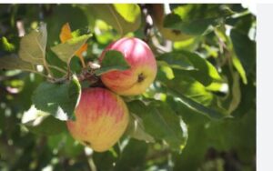 Gravenstein Apples: History, Identifying Characteristics, Taste ...
