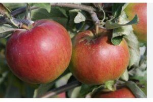 Jonathan Apples: History, Identifying Characteristics, Taste ...