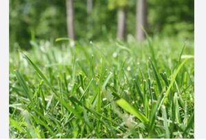 21 Types of Bermudagrass – (Their Characteristics & Use)