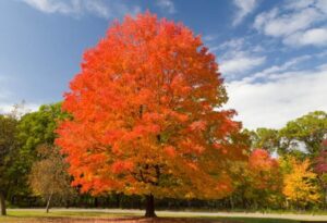 Sugar Maple Tree: History, Identifying Characteristics & Cultivation ...