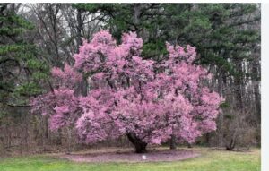 Okame Cherry Tree (Prunus ‘Okame’): Identifying Characteristics ...
