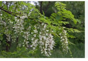 15 Types of Locust Trees (With Pictures) - Identification Guide ...
