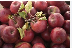 Rome Apples: History, Identifying Characteristics, Taste & Cultivation ...