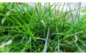Bermudagrass: History, Identifying Characteristics & Cultivation ...