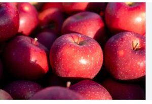 Rome Apples: History, Identifying Characteristics, Taste & Cultivation ...
