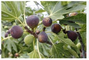 24 Types of Fig Trees ( With Pictures) - Identification Guide ...