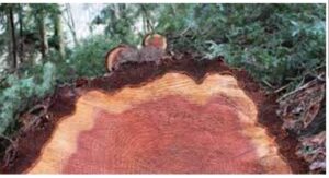 24 Types of Trees With Red Wood – Identification Guide - Mississippi Greens
