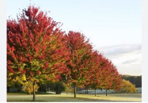 Brandywine Maple Tree: History, Identifying Characteristics ...