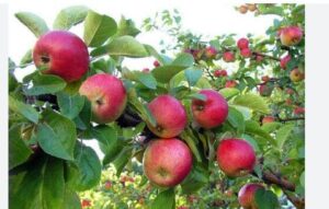 Northern Spy Apples: History, Identifying Characteristics, Taste ...