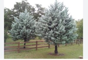 28 Types of Cypress Tree Species - Identification Guide - Mississippi Greens