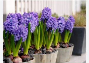 24 Types of Hyacinth Flowers (With Pictures)- Identification Guide ...
