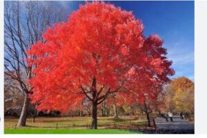 Red Maple (Acer rubrum): History, Identifying Characteristics ...