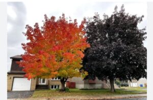 Brandywine Maple Tree: History, Identifying Characteristics ...