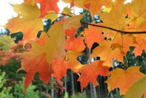 Sugar Maple Tree: History, Identifying Characteristics & Cultivation ...
