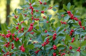 42 Types of Holly Trees And Shrubs – ( Identification Guide)