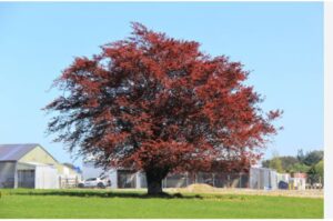 15 Types of Beech Trees (With Pictures) - Identification Guide ...