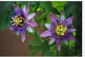 28 Types of Passionflower (Passiflora) For Your Garden - Mississippi Greens