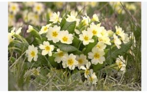 21 Types of Primrose (Primula) For Your Garden - Mississippi Greens