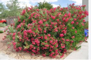 21 Types of Oleander Shrubs For Gardens (With Pictures) - Mississippi ...