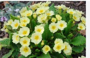 21 Types of Primrose (Primula) For Your Garden - Mississippi Greens