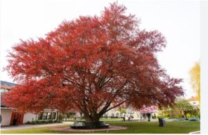 15 Types of Beech Trees (With Pictures) - Identification Guide ...