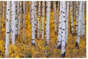 12 Types of Aspen Trees (With Pictures) - Identification Guide ...