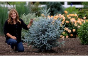 24 Types of Spruce Trees and Shrubs For Landscaping - Mississippi Greens