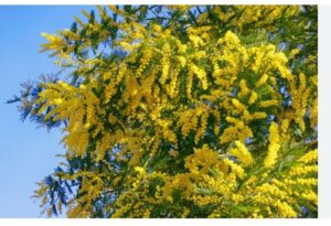 21 Types of Mimosa Trees (With Pictures) - Mississippi Greens