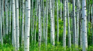 12 Types of Aspen Trees (With Pictures) – Identification Guide ...