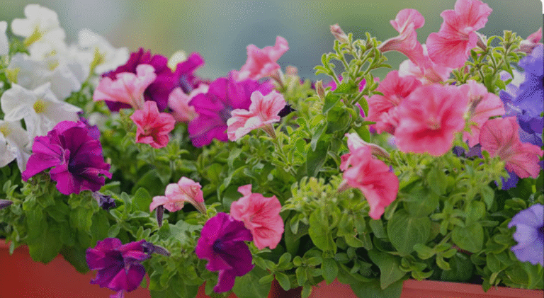 32 Types of Biennial Flowers For Your Garden - Mississippi Greens