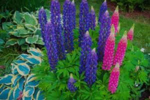 32 Types of Biennial Flowers For Your Garden - Mississippi Greens