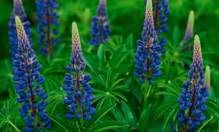 24 Types of Lupine Flowers (With Pictures) - Mississippi Greens