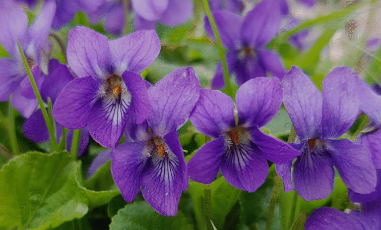 28 Types of Violet Flowers (With Pictures) - Mississippi Greens
