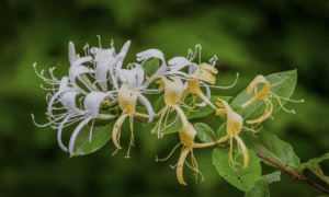 21 Types of Honeysuckle – Identification Guide - Mississippi Greens