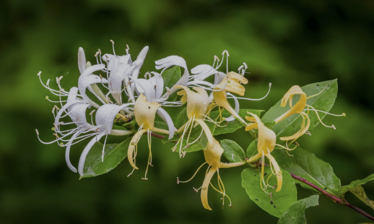21 Types of Honeysuckle - Identification Guide - Mississippi Greens