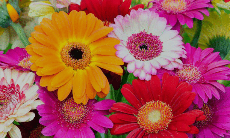 16 Types of Gerbera Daisy Flowers - Identification Guide - Mississippi ...