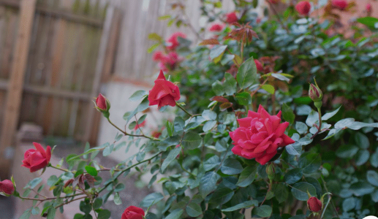 18 Tall-Growing Rose Bushes for Your Garden - Mississippi Greens