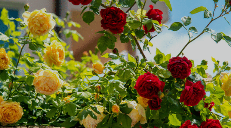 21 Small (Low Growing) Rose Bushes For Your Garden - Mississippi Greens