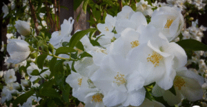 21 Types of White Rose Varieties For Your Garden - Mississippi Greens
