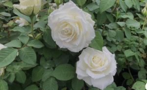 21 Types of White Rose Varieties For Your Garden - Mississippi Greens
