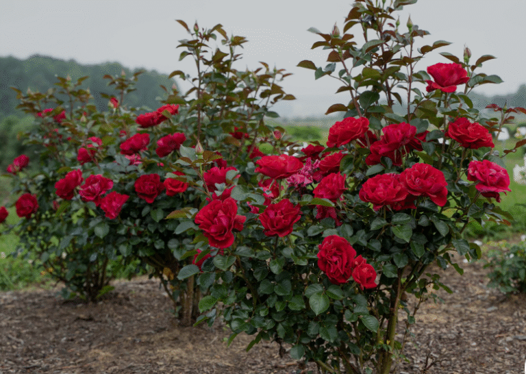38 Types of Red Roses (With Pictures) - Mississippi Greens